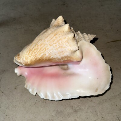 Large 9" x 8” Conch Shell Seashell Decor Natural Nautical Pink Inside ...