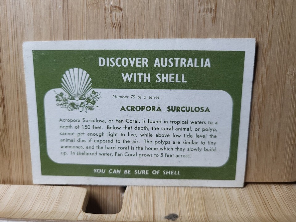 Shell Project Cards SHELLS FISH & CORAL🏆#79 ACTOPORA SURCULOSA 1960's ...