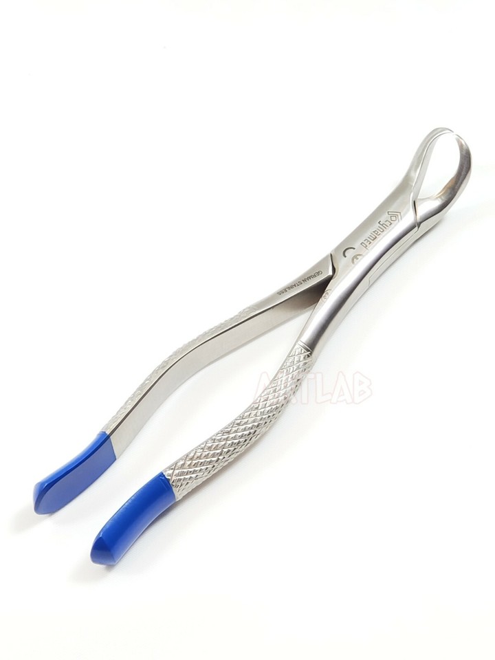 2 GERMAN COW HORN LOWER MOLAR DENTAL TOOTH EXTRACTION EXTRACTING ...