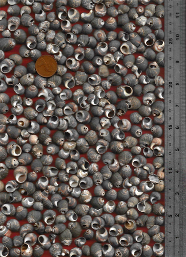 312 Broken UK NORTH SEA Scottish Common Periwinkle sea shells & pieces ...