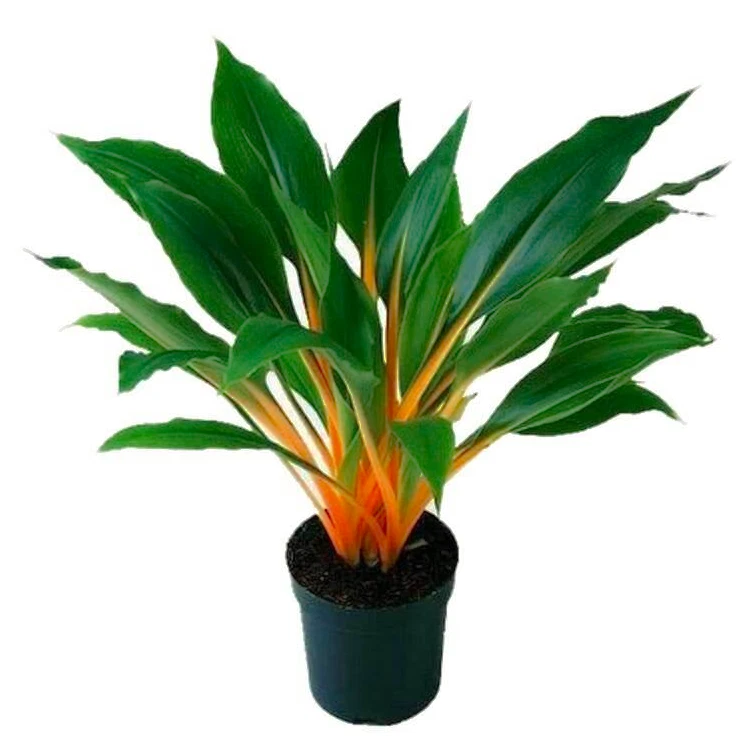 Chlorophytum Fire Flash