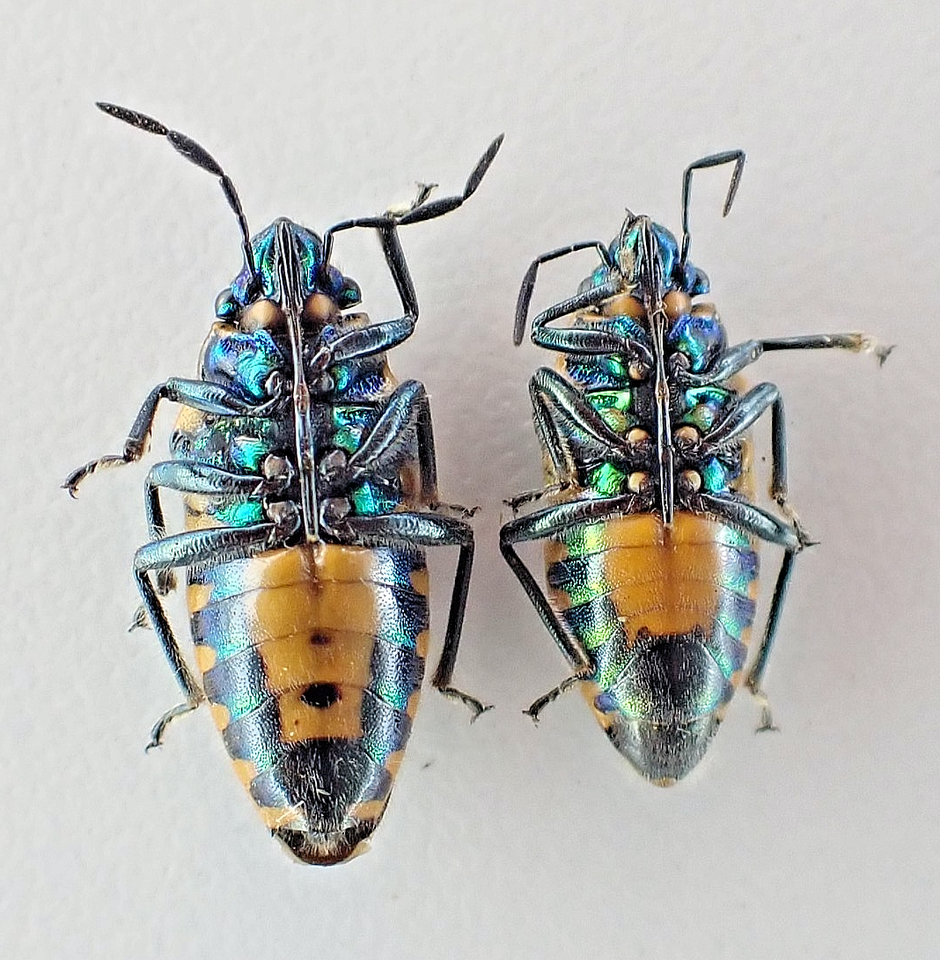 D53778. Unmounted insect: Hemiptera sp. North Vietnam. Cao Bang. | eBay