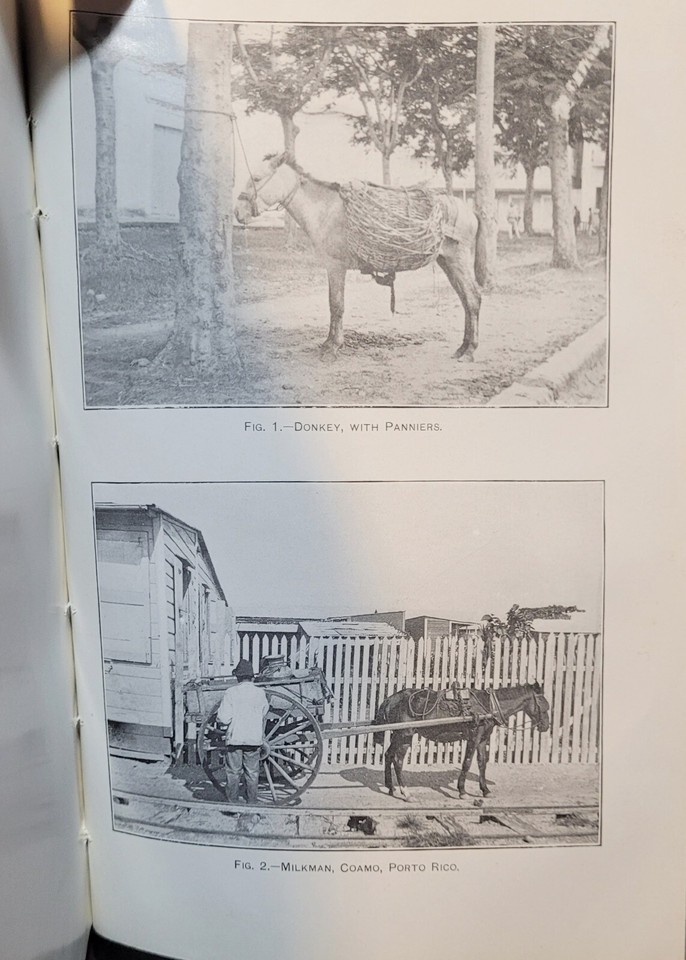 Antique Book 1899 USDA Bureau of Animal Industry 16th Annual Report ...