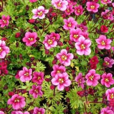 Saxifraga Arendsii 'Rose Pink' Alpine Rockery Perennial Plug Plants ...