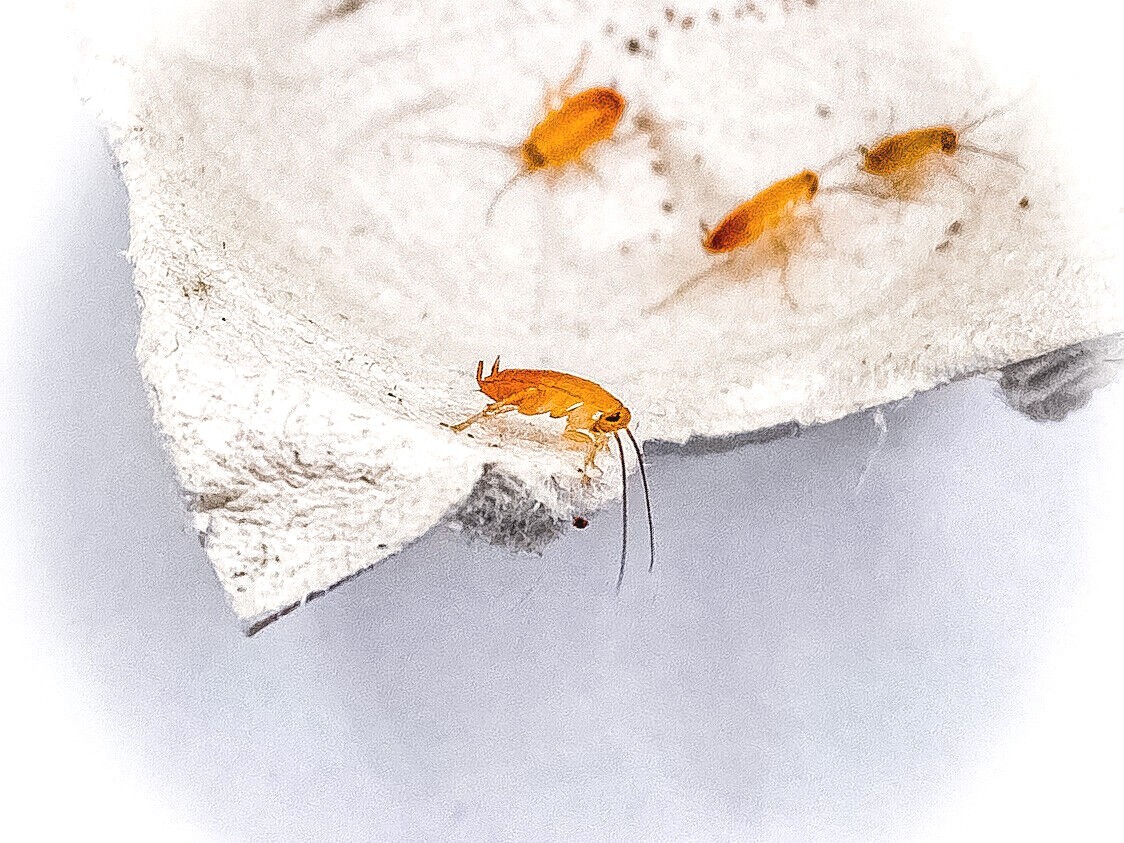 (Nymphs) Red Runner Roaches / Turkestan Blatta Lateralis / Live Feeder ...