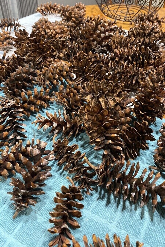 Freshly Fallen Pine Cones, Eastern White Pine, baked & bug free, 200 Ct. 3"-7" | eBay