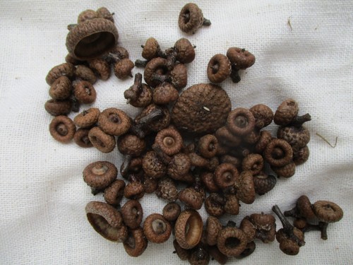 100 Natural Red Oak MINIATURE MINI WEE Acorn Caps 1/4 - 1/2" Crafts ...