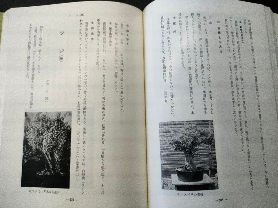 Revised and expanded All about bonsai Megumi Asae Case Book cover ...