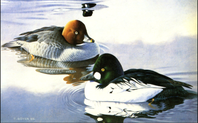 Goldeneye Duck Wallpaper
