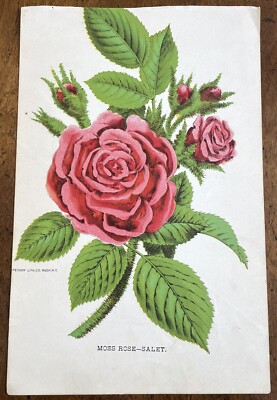 Beautiful ANTIQUE 1800s Stecher Litho Botanical Chromolithograph MOSS ...