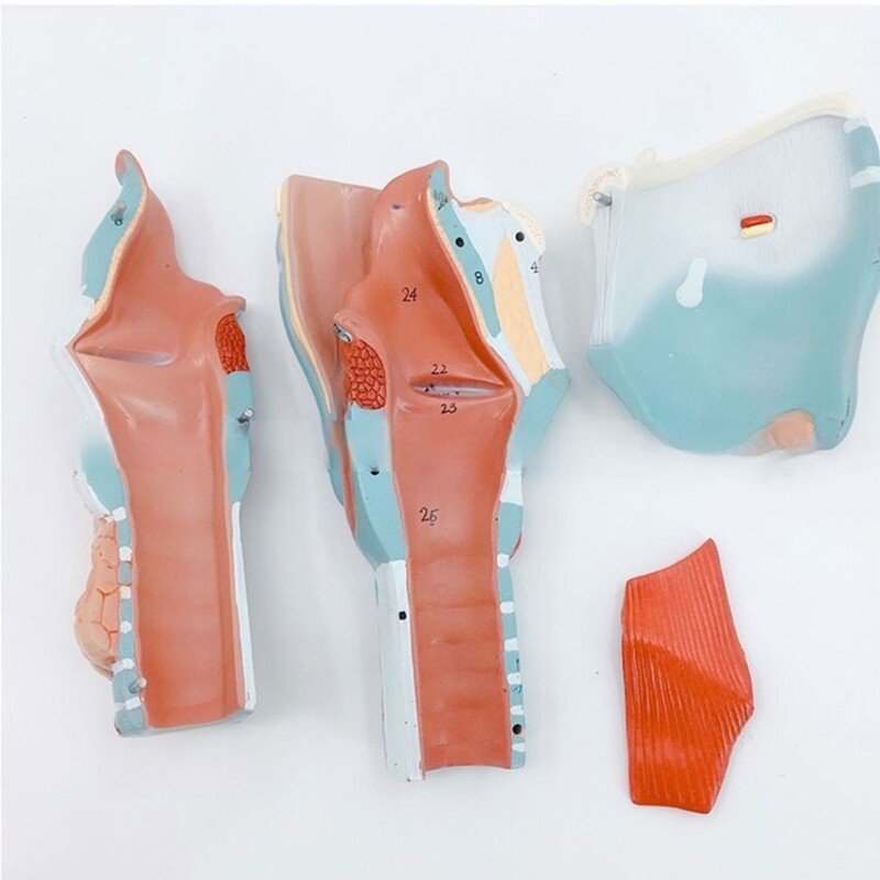 Larynx Anatomical Model Anatomical Model Human Throat Anatomy Model ...