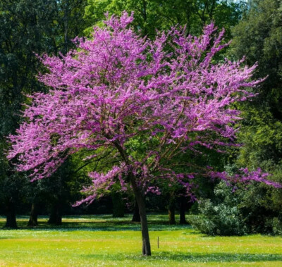 Judas Tree (Cercis siliquastrum) 40+ Seeds (May 2025 HARVEST) | eBay ...