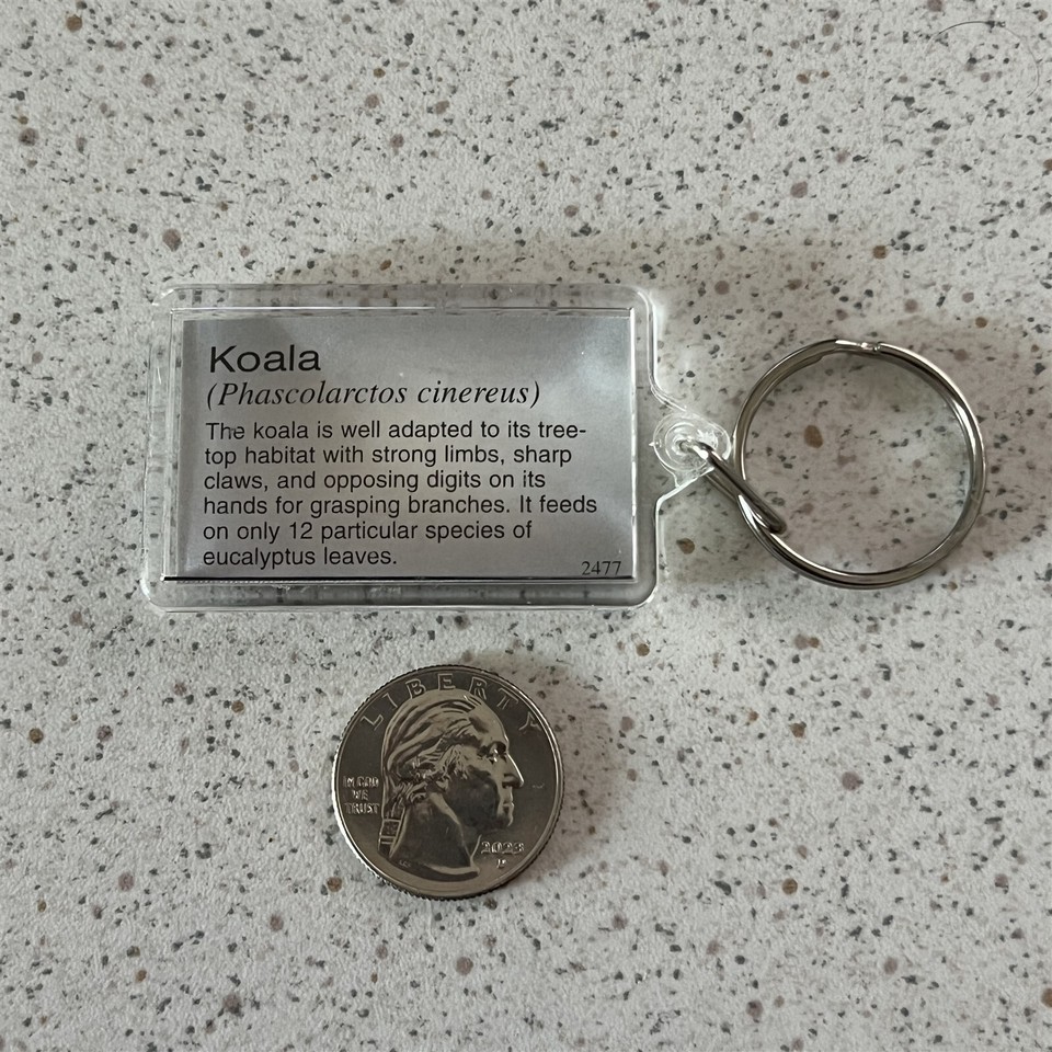 Koala Bear Information Plastic Souvenir Keychain Key Ring #46108 | eBay