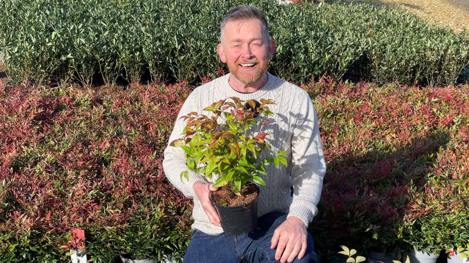 Rose Plant, Best Teacher Ever, repeat flowering, fragrant, potted gift ...