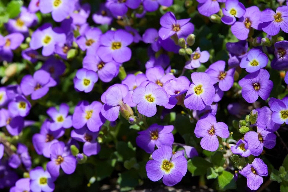 1,000 / Seeds Rock Cress- Aubrieta deltoidea Cascade Blue Seeds | eBay UK