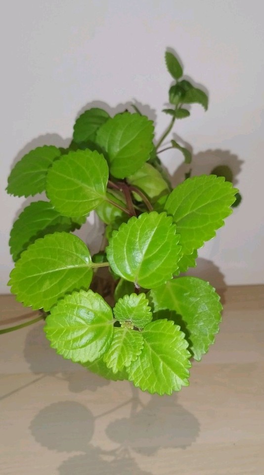 1x Swedish Ivy Rooted Cutting, Indoor Trailing Houseplant. Spanish ...