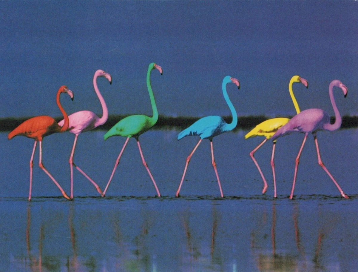 Rainbow Flamingo