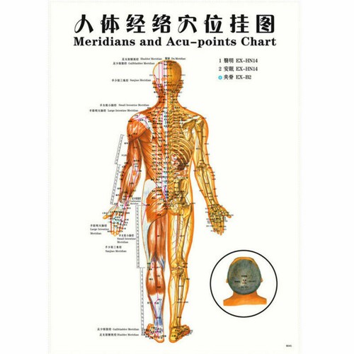 Whole body English Acupuncture Meridian Acupressure Points Poster Chart ...