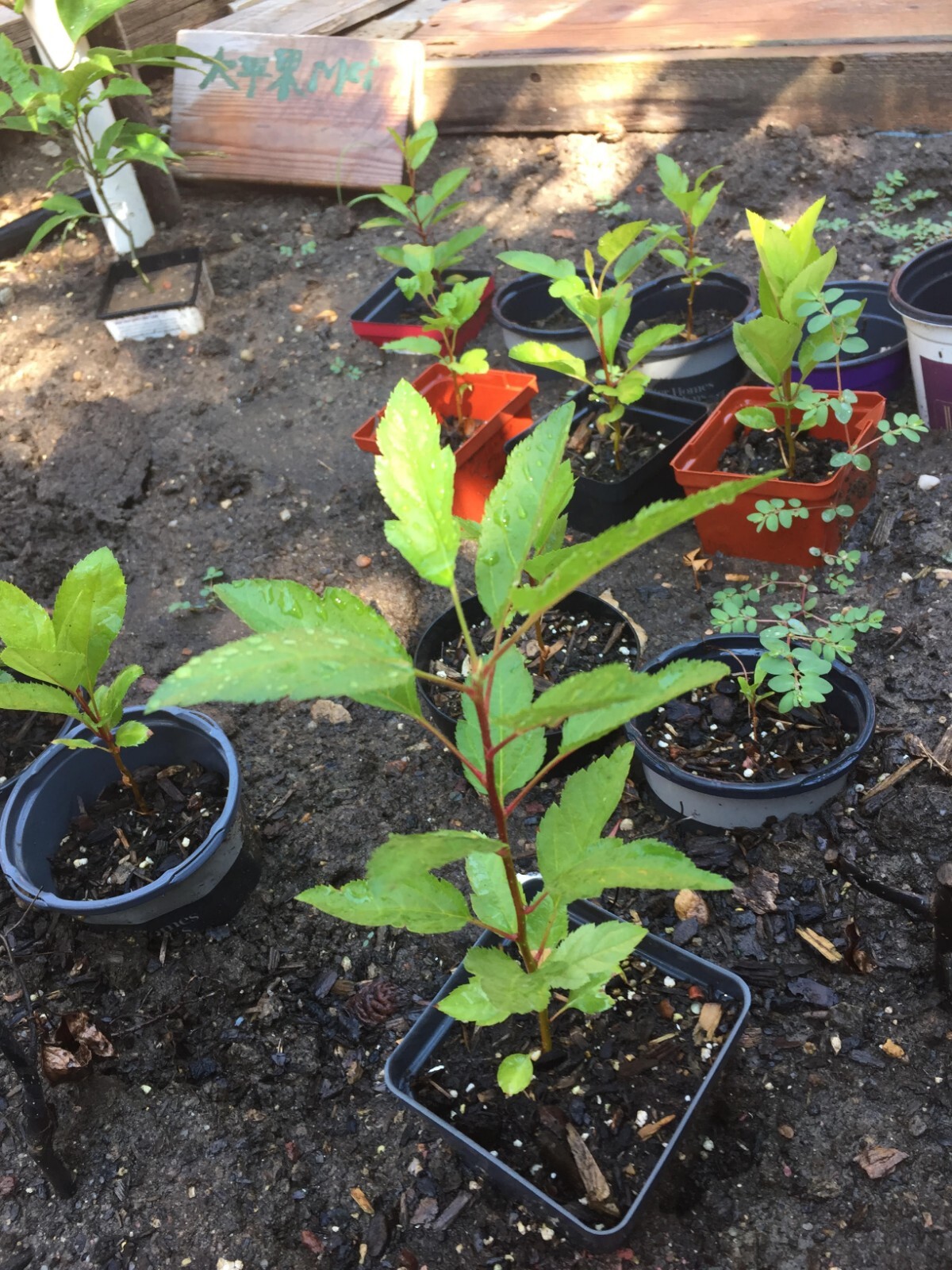 McIntosh Red apple tree seedling | eBay