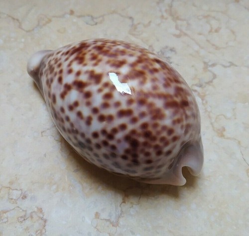 F cypraea pantherina F++++F+++ very nice color 98.4 mm HUGE wow very ...