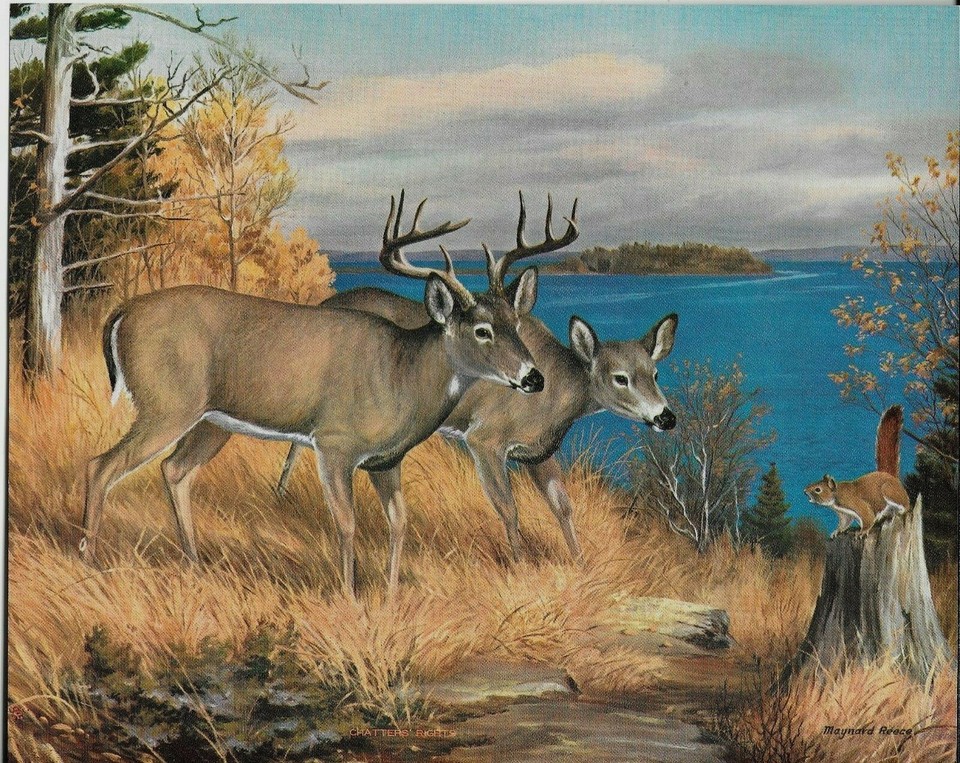 Maynard Reece, Deer, Squirrel, Stump, Lake, 9 5/8"x7 7/5" Sample Print ...