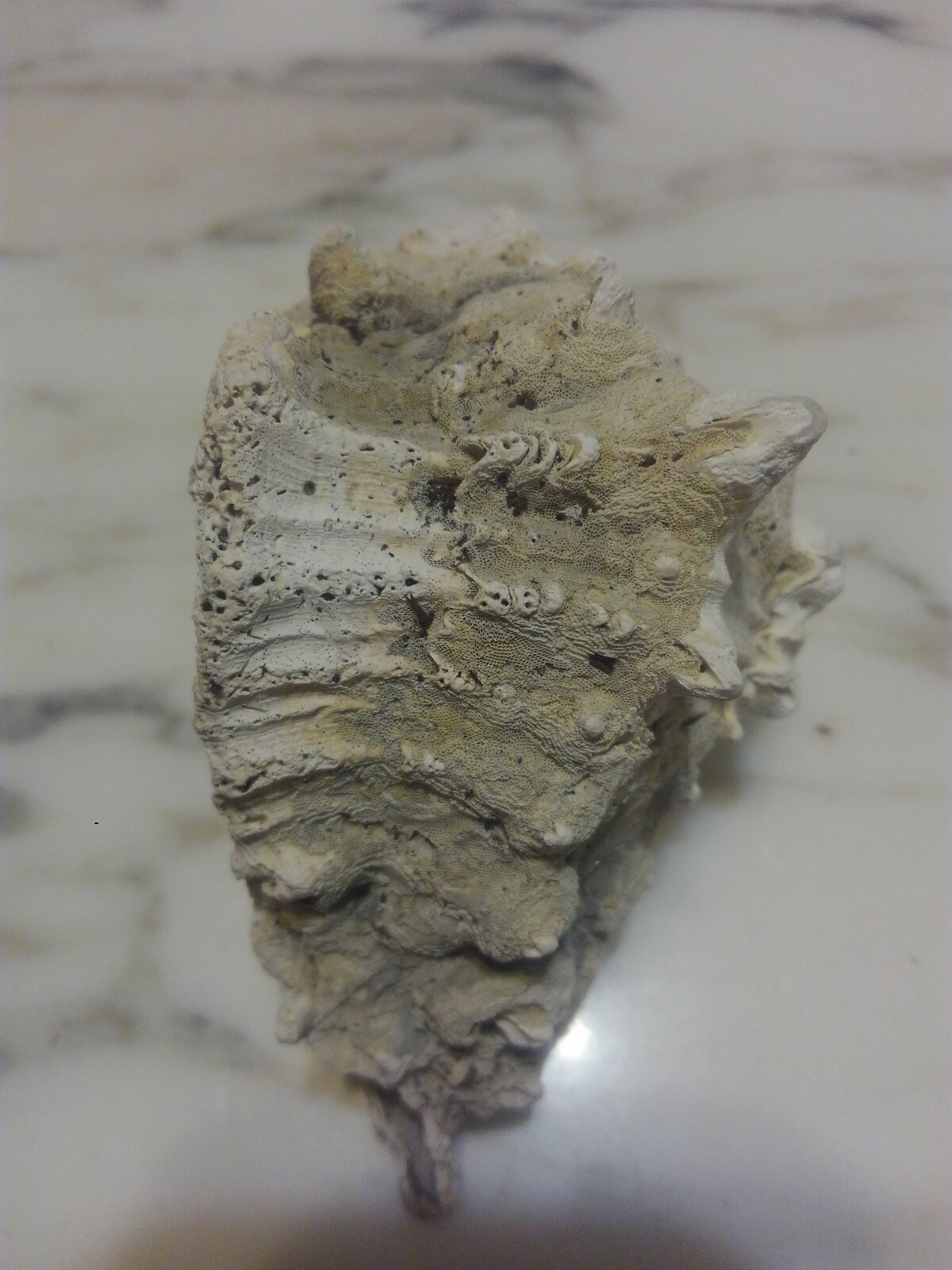 M02 Ancient Giant Eastern Murex Sea Shell 4 1/2" Beach Nautical Decor ...