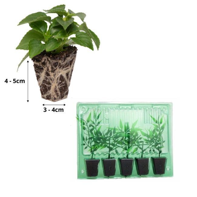 Geranium Trailing Moonflair Burgundy | 5 Large Plug Plants | eBay UK