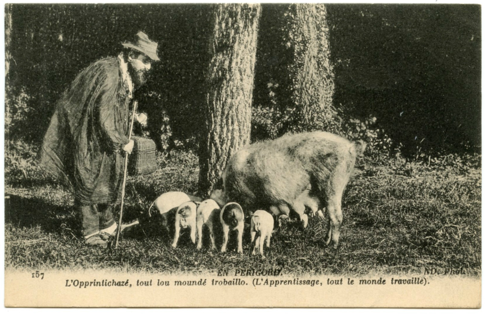 COCHON TRUFFIER. AVEC SES PORCELETS. L'APRENTISSAGE. EN PERIGORD. | eBay