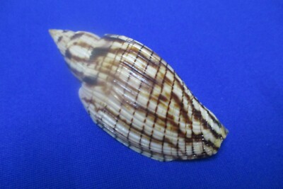 LARGE Lyria kurodai 102 mm length (4.inch)-Nice color/pattern-Nature shell-Good | eBay