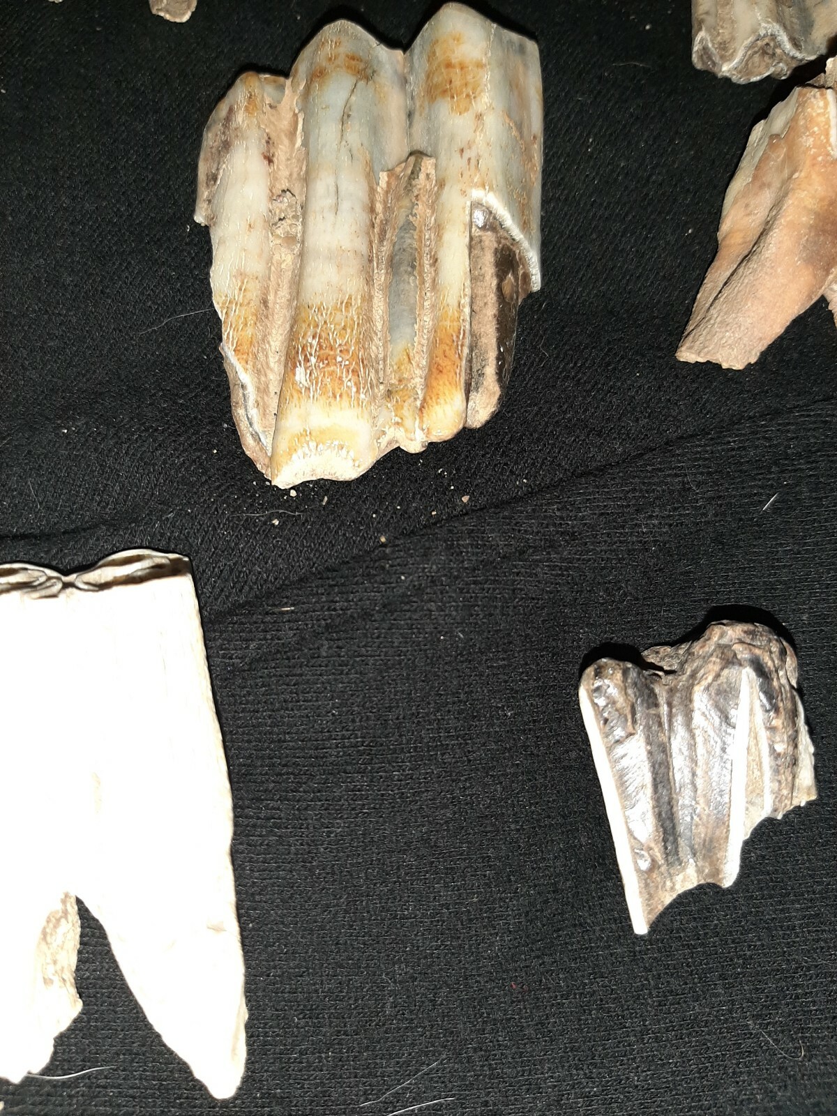 FOSSIL BISON TEETH SET. SOME VERY RARE .SOME OVER 3"LONG | eBay