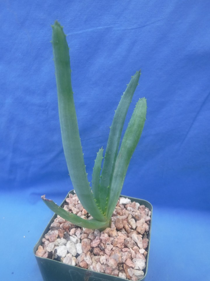 Aloe Safari Moonglow HYBRID Bright Yellow Blooms STARTER PLANTS Easy to ...