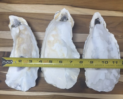 12 Oyster Shells Cup Side 7-9” Bulk Clean No Smell Art Jewelry Dish | eBay