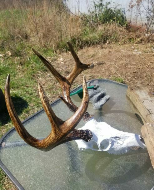 ANTLER Repair RESTORE Kit Deer Elk Horns Skulls FIX - ANTLER LIGHTING ...