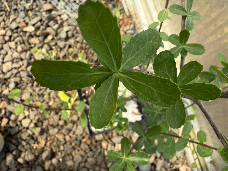 Commiphora merkeri large rooted clone not boswellia bursera | eBay