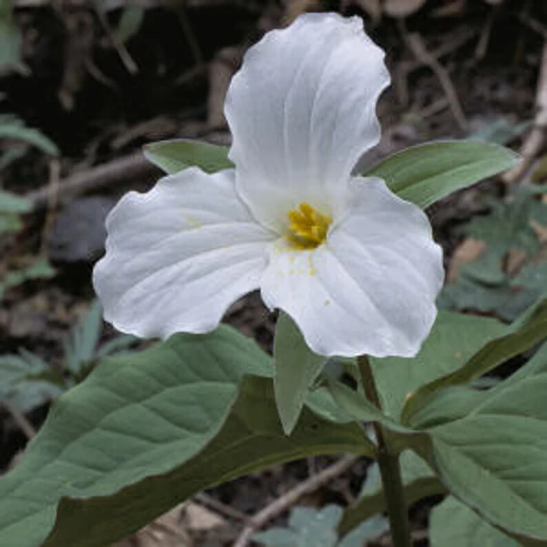 5 White Trillium Bulbs, Bare Root Wild Flower, Trillium graniflorium ...