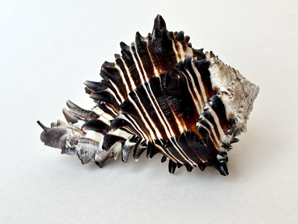 Hexaplex Shell Radix Murex Seashell Sea Collectibles Decor Beach Ocean ...
