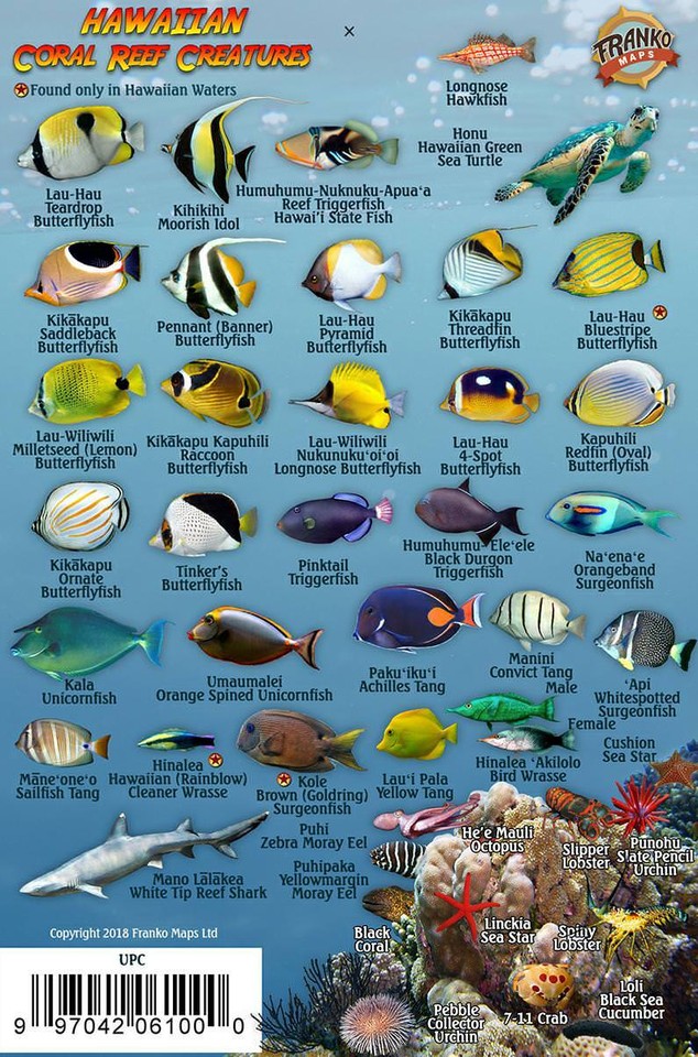 Hawaiian Islands Reef Creatures Guide Hawaii Waterproof Fish Card 4" x ...