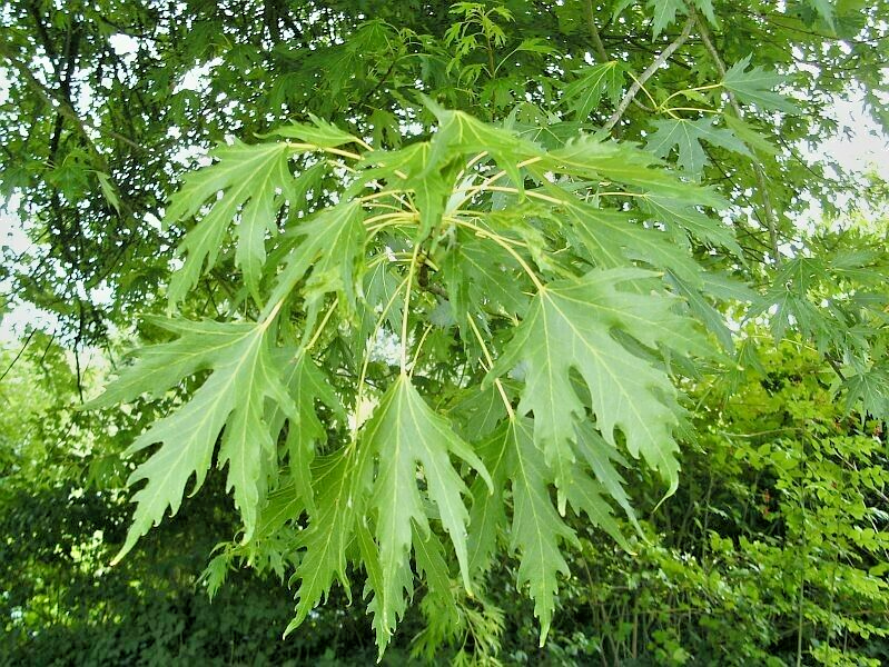 15 CUT LEAF SILVER MAPLE SEEEDS - Acer saccharinum Laciniatum | eBay UK