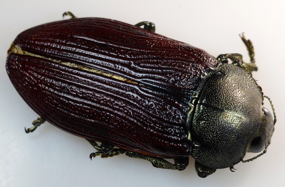 Temognatha sp Coleoptera Buprestidae Jewel beetles Calodema Castiarina ...