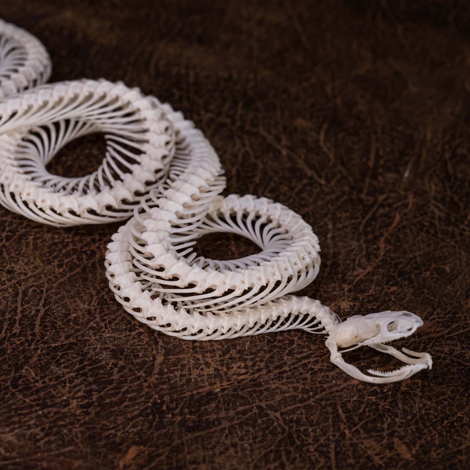 Real Snake skeleton, snake taxidermy, snake fangs, snake skull, viper ...