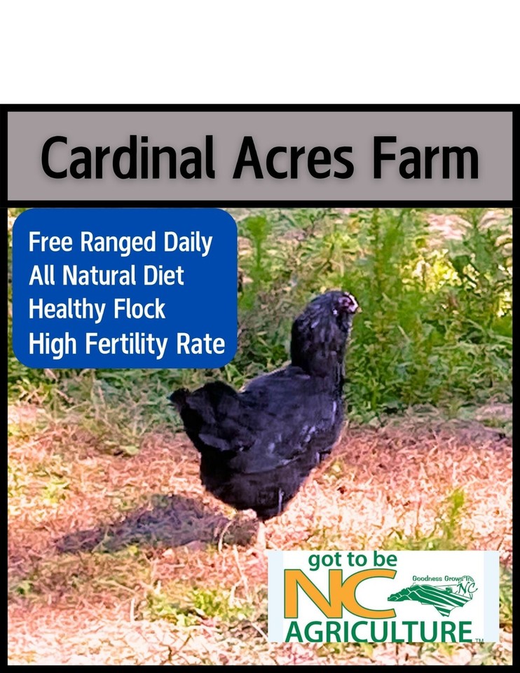 6+1 Ameraucana Fertile Hatching Eggs, Lavender/Splash from Cardinal Acres Farm | eBay