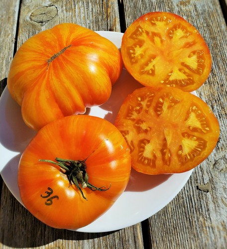 Plan 9 from Outer Space tomato, 15+ seeds, yellow/red stripes, COMBINED ...