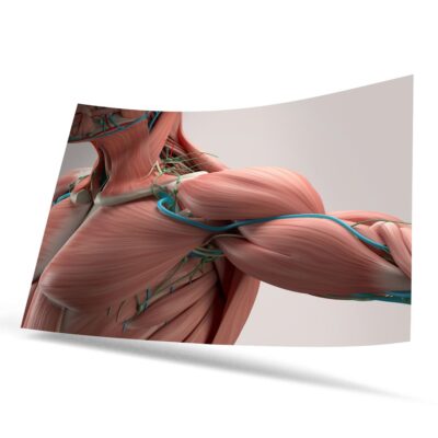 Poster A1 Human Anatomy Shoulder Muscle Biology #52977 | eBay