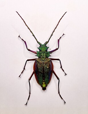 Entomology Taxidermy : Psalidognathus Friendii Female Big!67mm+/-. A1 ...