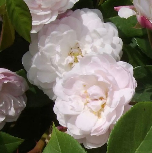 Rosa Blush Noisette - Old Fashioned Shrub Rose - Clusters of Sweetly ...