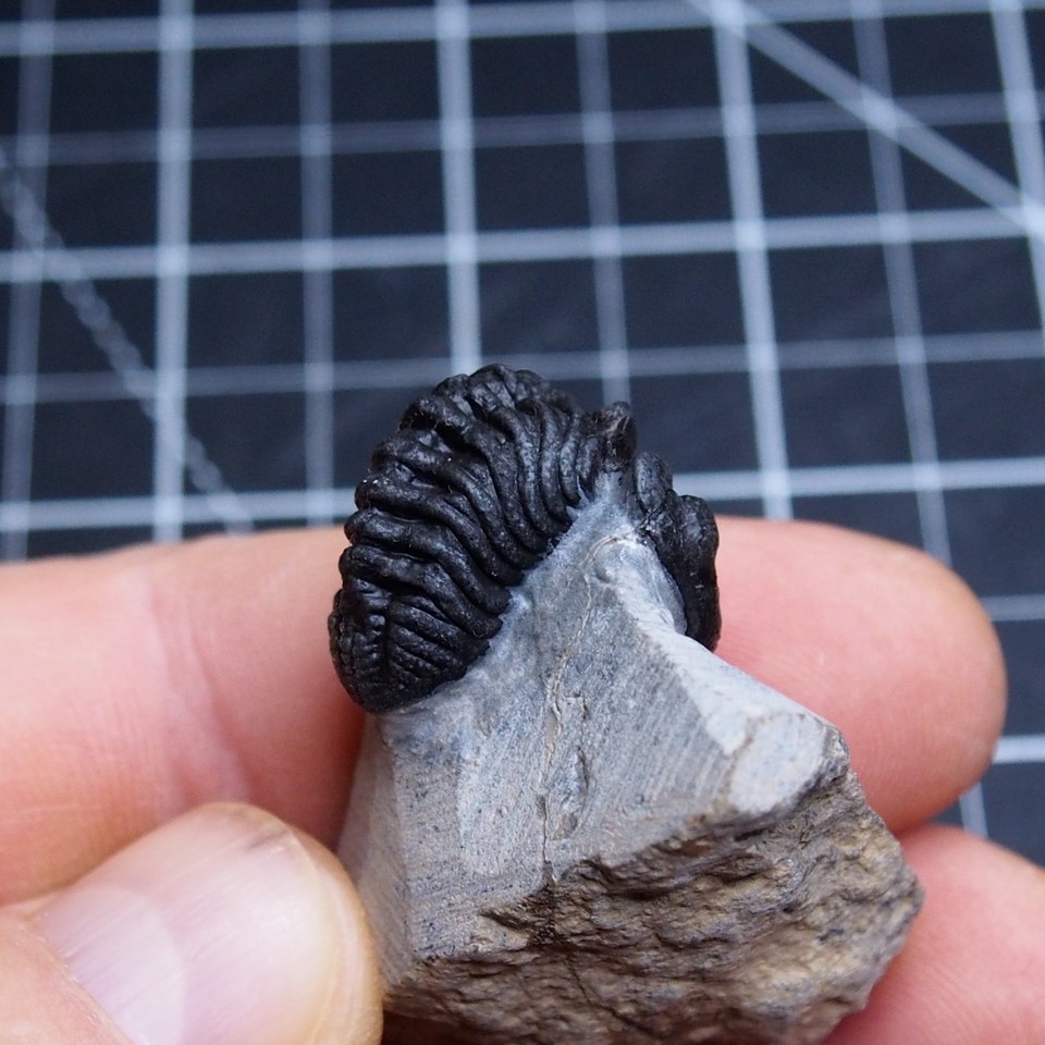 21 mm Trilobite Moroccops Devonian Trilobiten Arthropods 2528 | eBay
