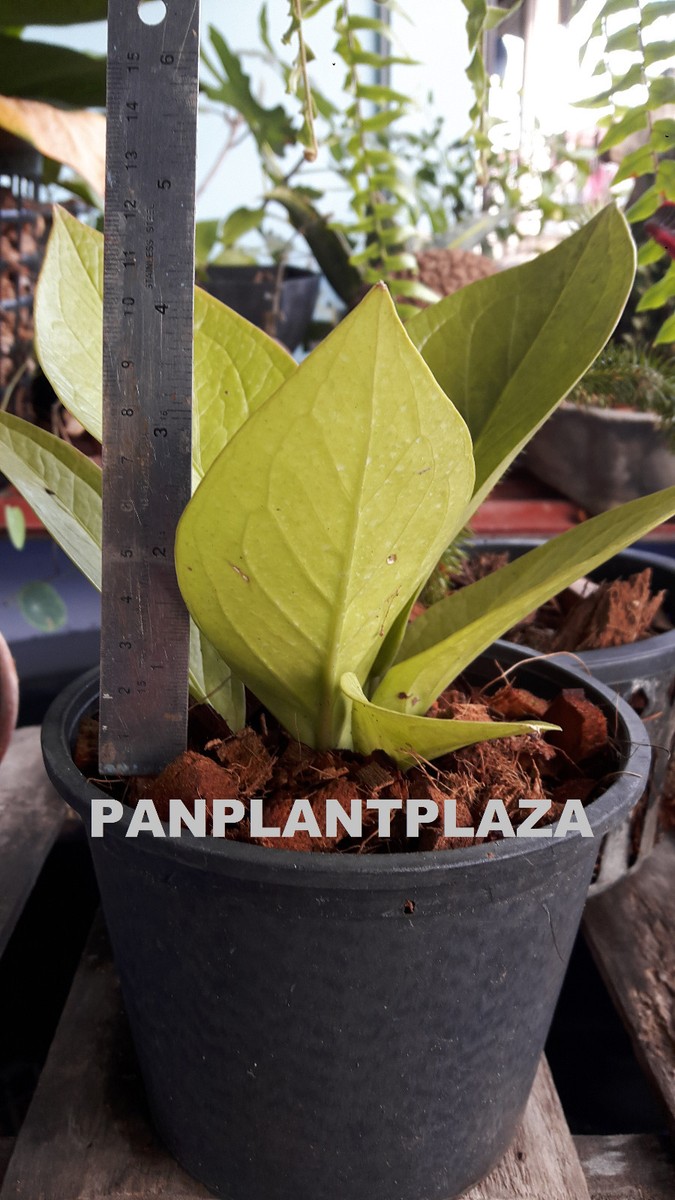 Anthurium Plants Ebay 1 PLANT GOLDEN LEAF ANTHURIUM JENMANII ENGL RARE