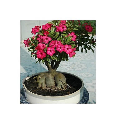 3x Adenium arabicum Bonsai Wüstenrose Garten Pflanzen - Samen B528 | eBay