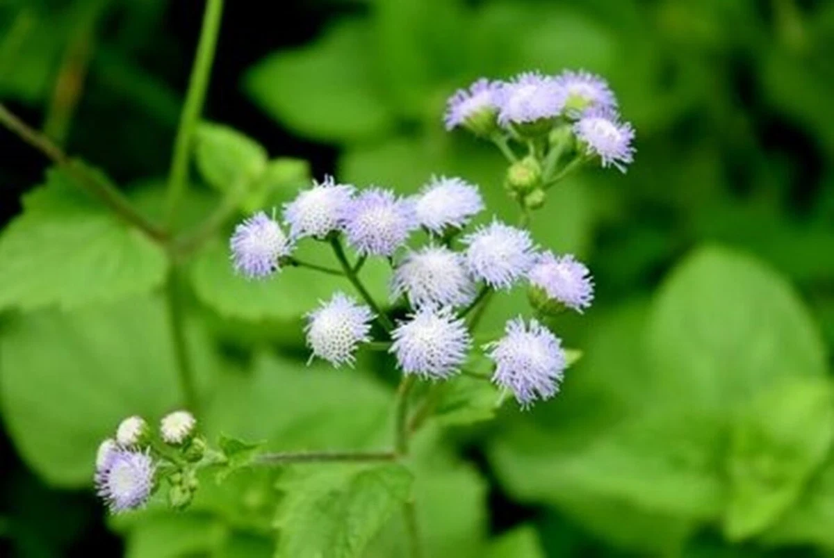 Ageratum Conyzoides Seed