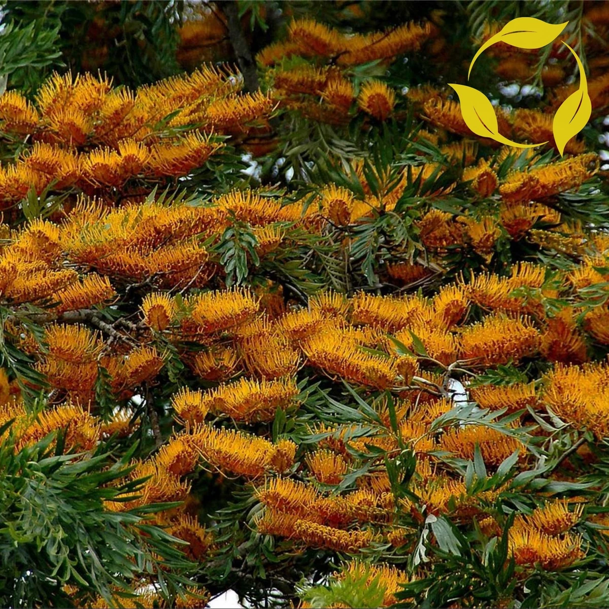 Grevillea Robusta